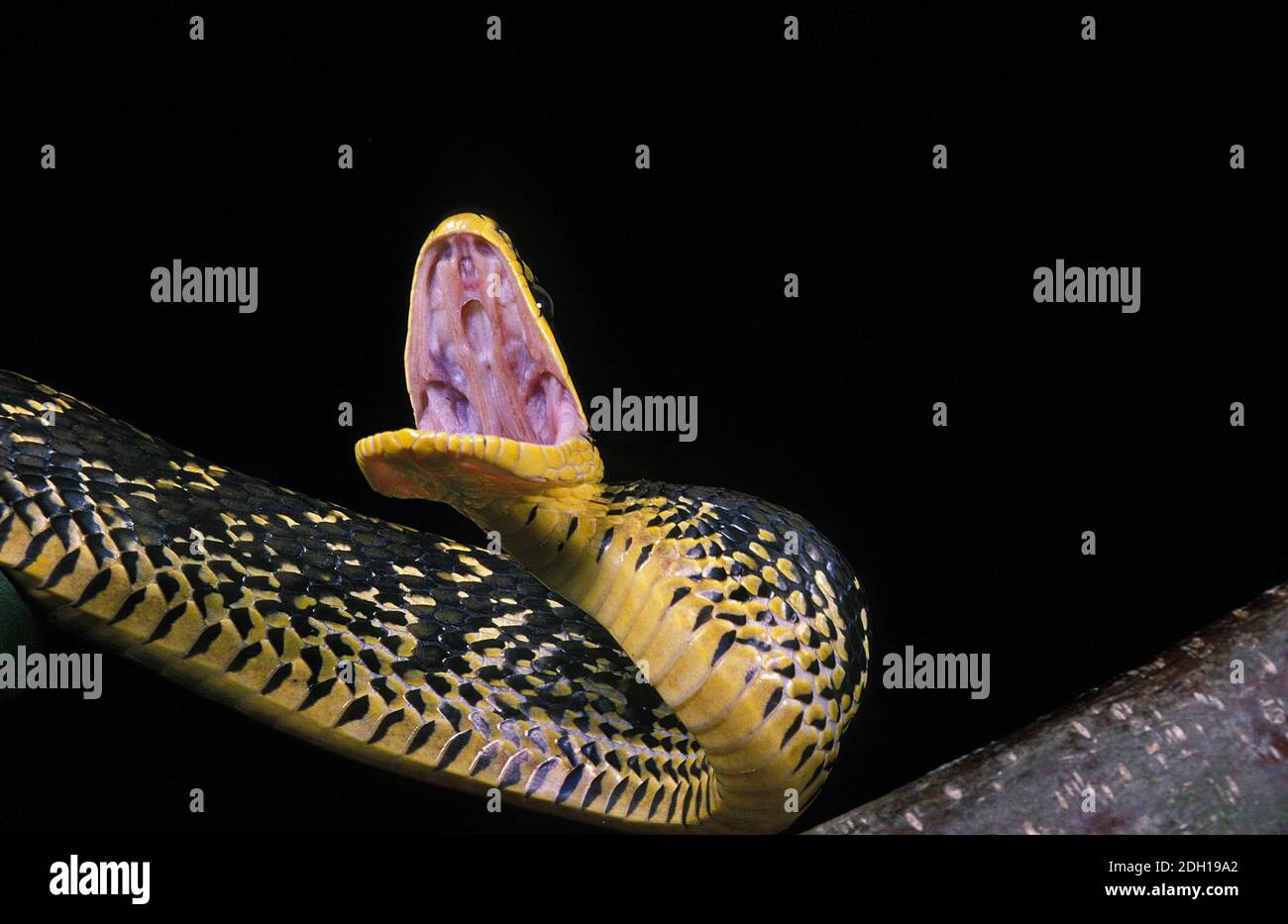 Tropical Rat Snake, spilotes pullatus, Adult with open Mouth in ...