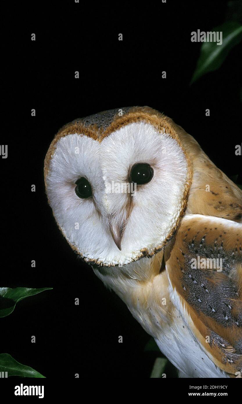 Barn Owl, tyto alba, Portrait of Adult Stock Photo - Alamy
