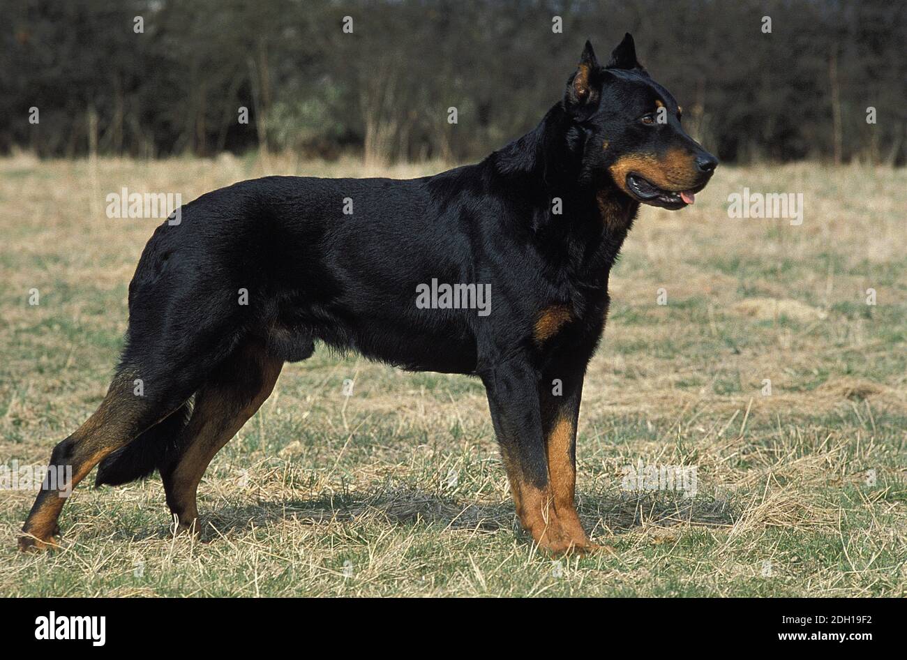 Beauceron Dog or Beauce Sheepdog, Male, Old Standard Breed with Cut ...