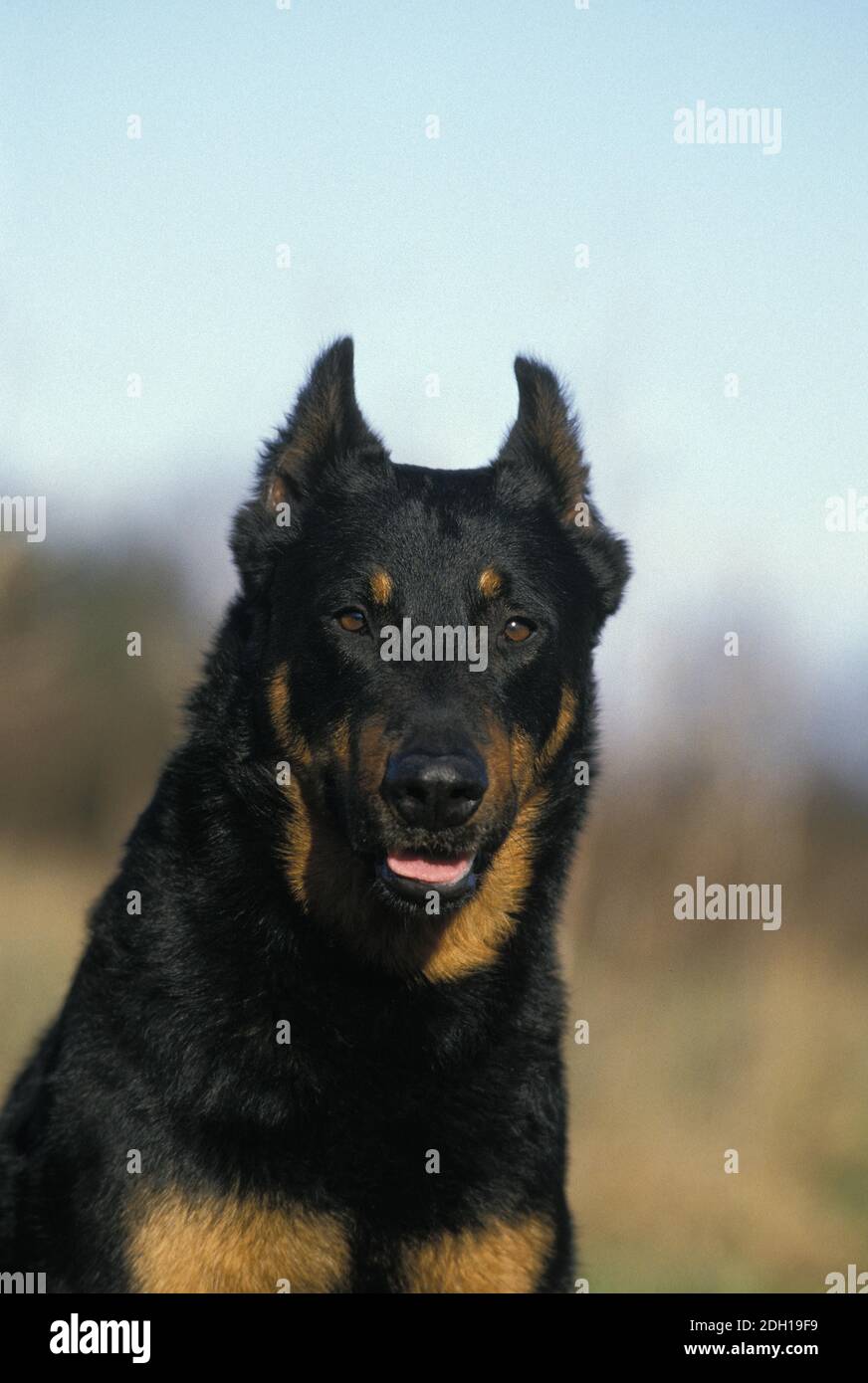 Beauce Sheepdog High Resolution Stock Photography and Images - Alamy