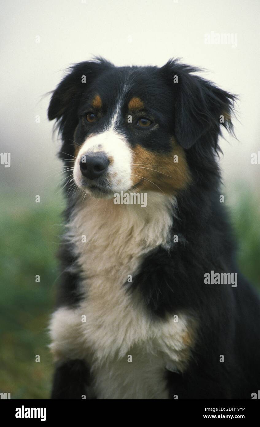 Australian Shepherd Dog, Portrait of Adult Stock Photo - Alamy