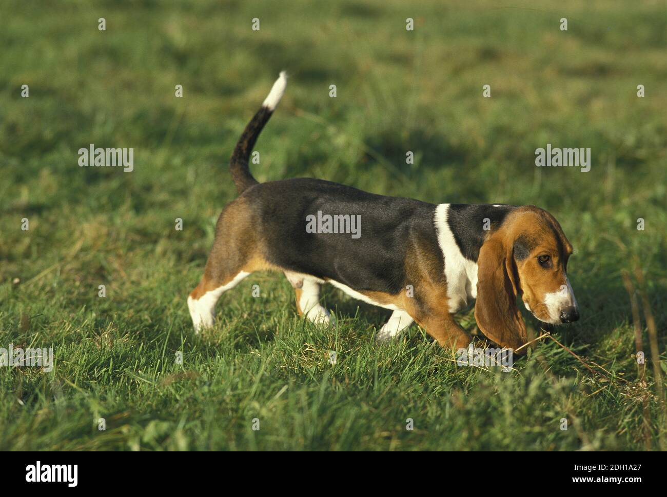 Artesian norman basset or basset artesian normand walking on grass hi ...