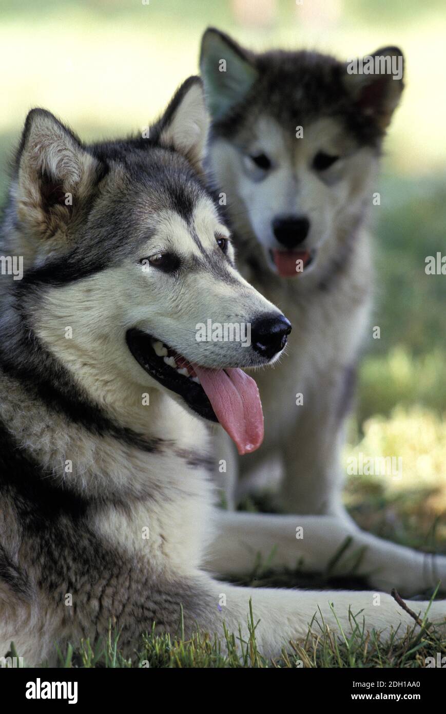 Alaskan malamute female hi-res stock photography and images - Alamy