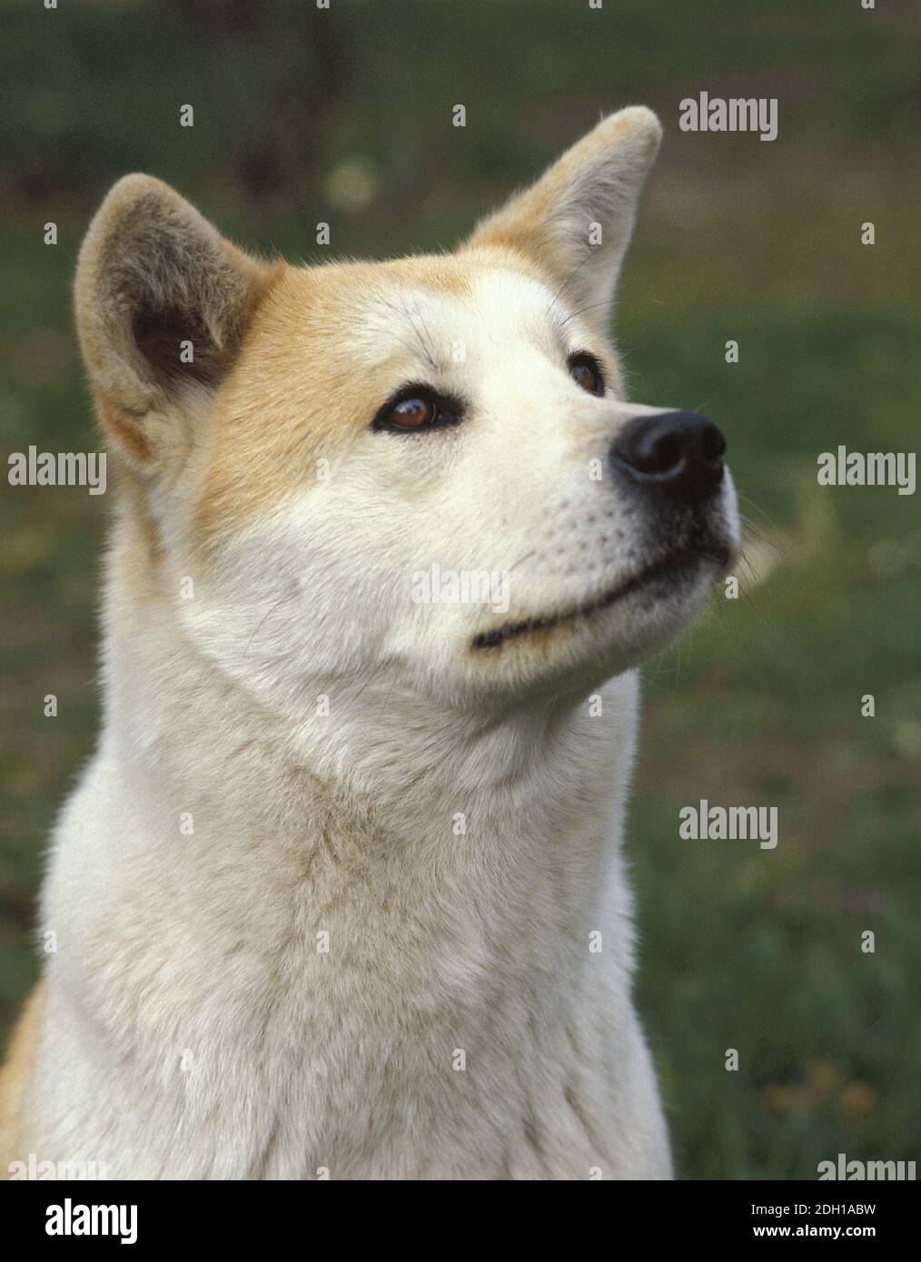 Akita Inu Dog, Portrait of Adult Stock Photo - Alamy