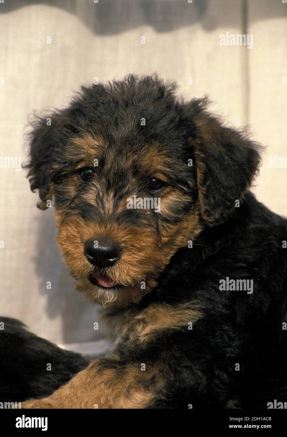 Baby Airedale Terrier High Resolution Stock Photography and Images - Alamy