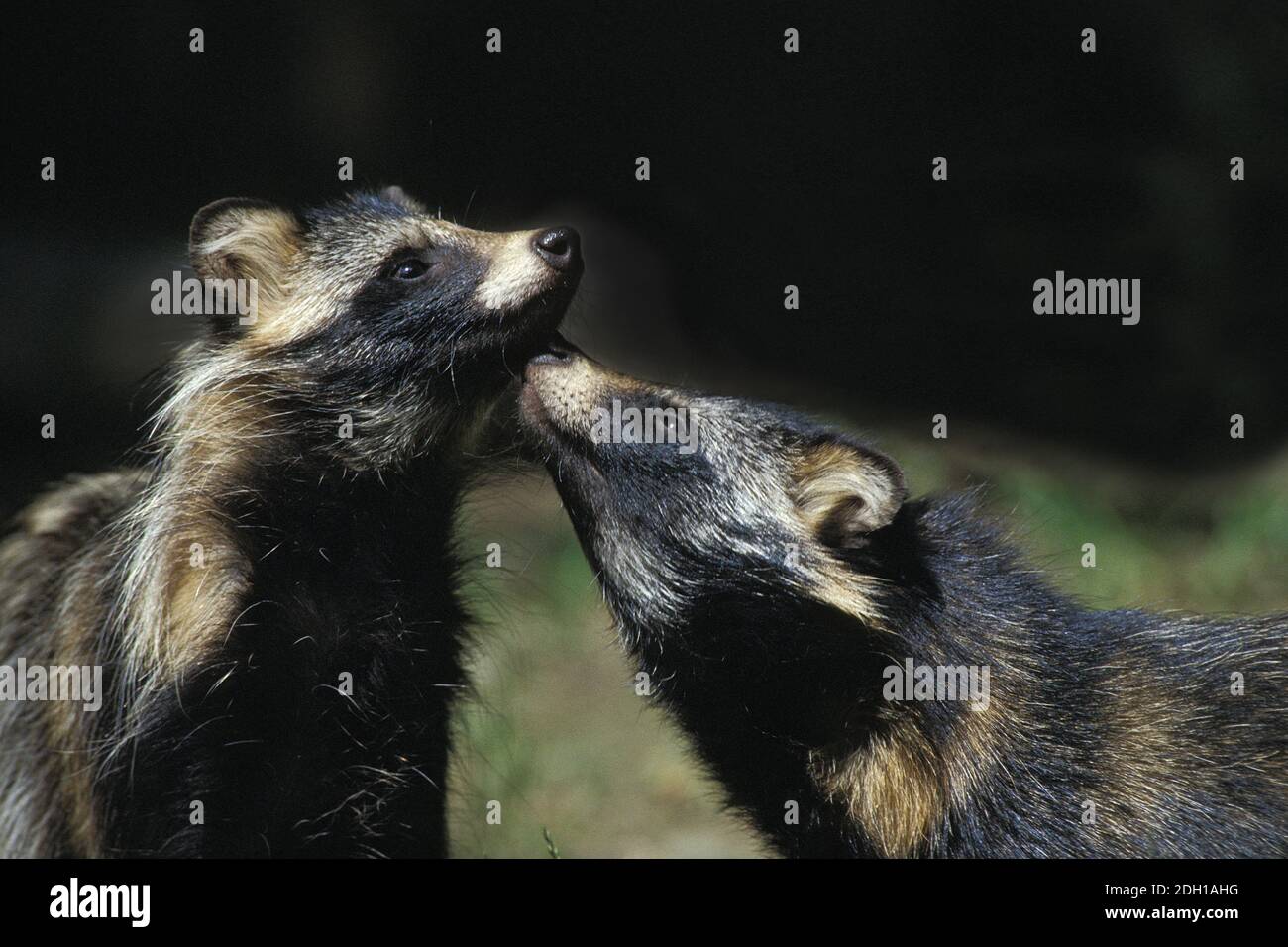 Raccoon Dog, nyctereutes procyonoides Stock Photo - Alamy