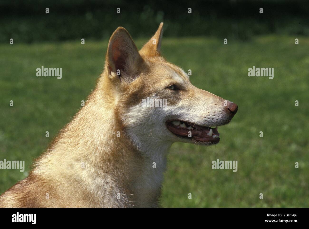 Saarloos Wolfhound High Resolution Stock Photography and Images - Alamy