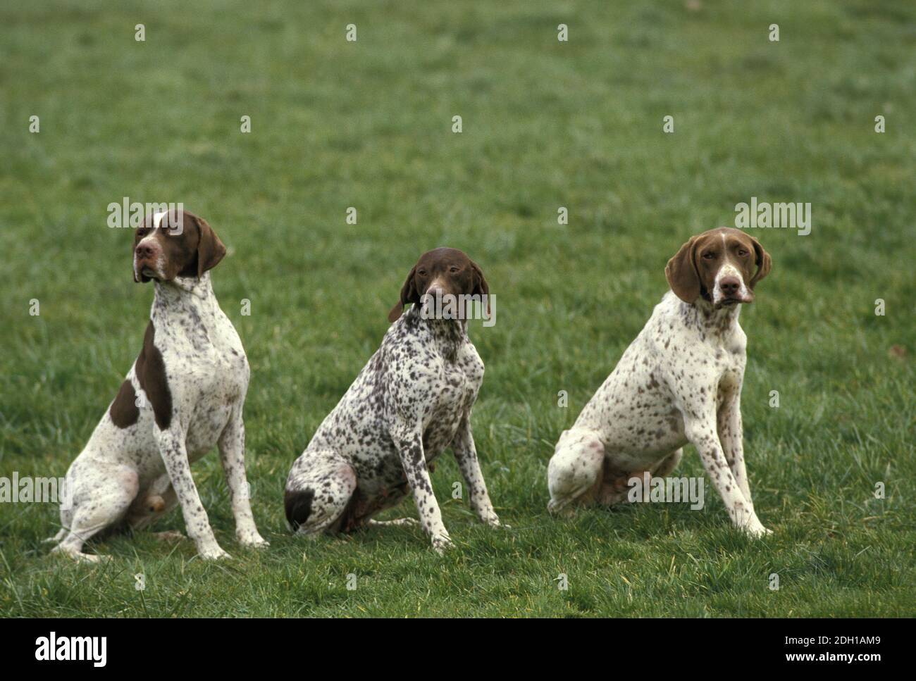French Pointing Dog Pyrenean Type, Adults sitting on Grass Stock Photo ...
