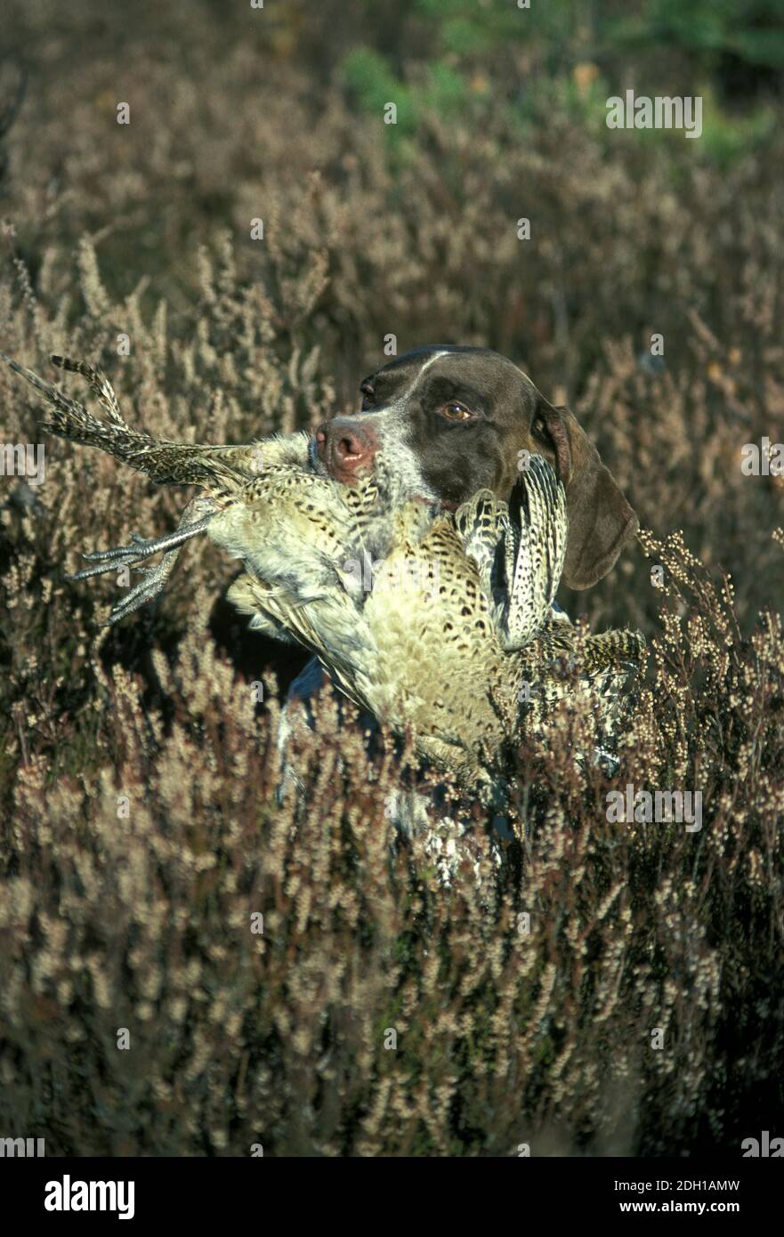 French Pointing Dog, Adult with Common Pheasant Female in its Mouth ...
