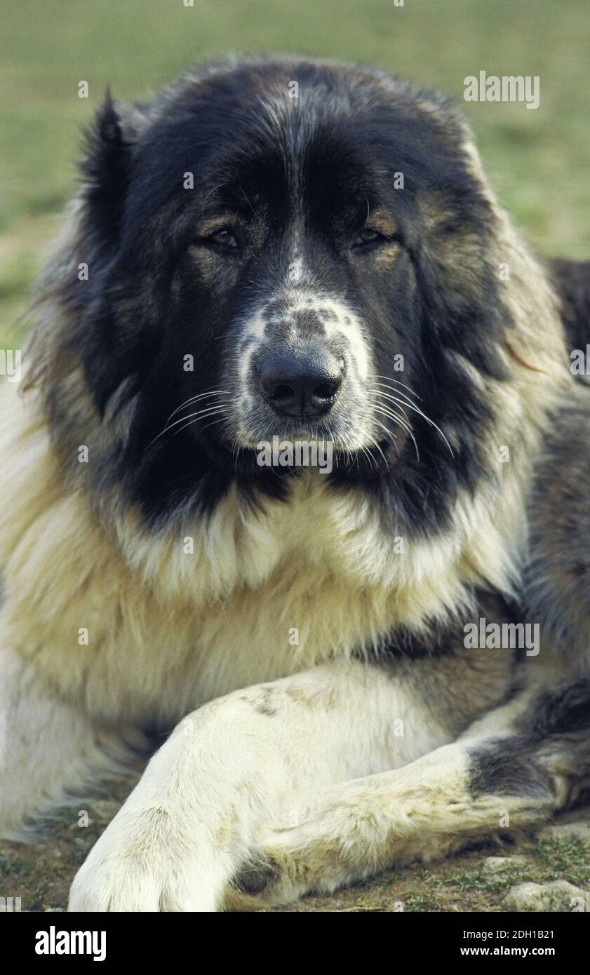 Caucasian Shepherd Dog, a Breed from Russia Stock Photo - Alamy