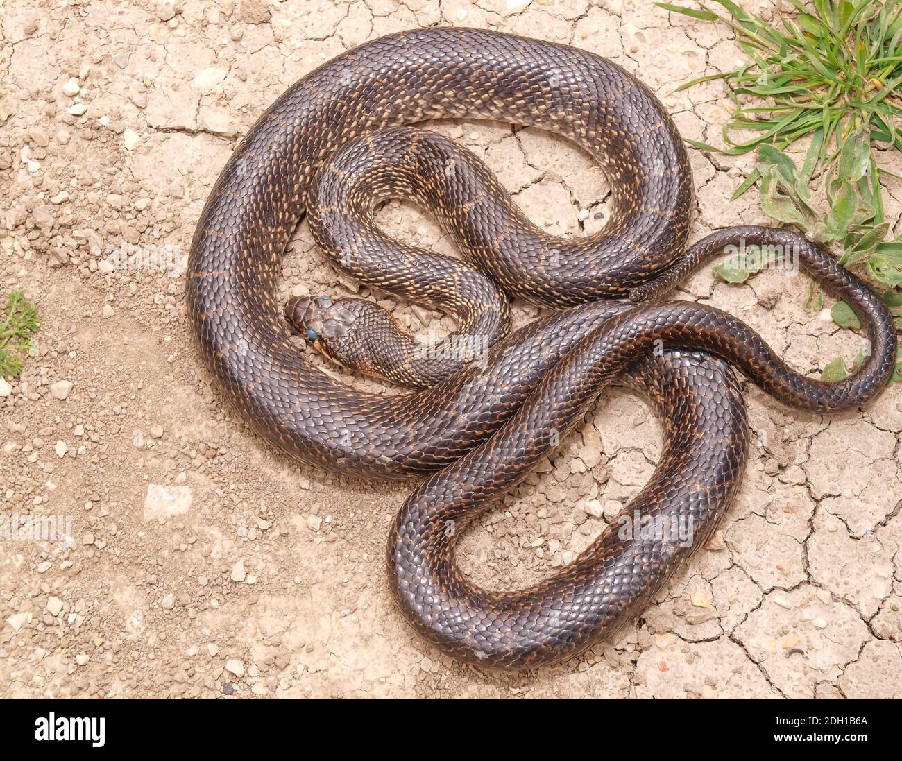horseshoe whip snake, Hemorrhois hippocrepis, coluber hippocrepis Stock ...