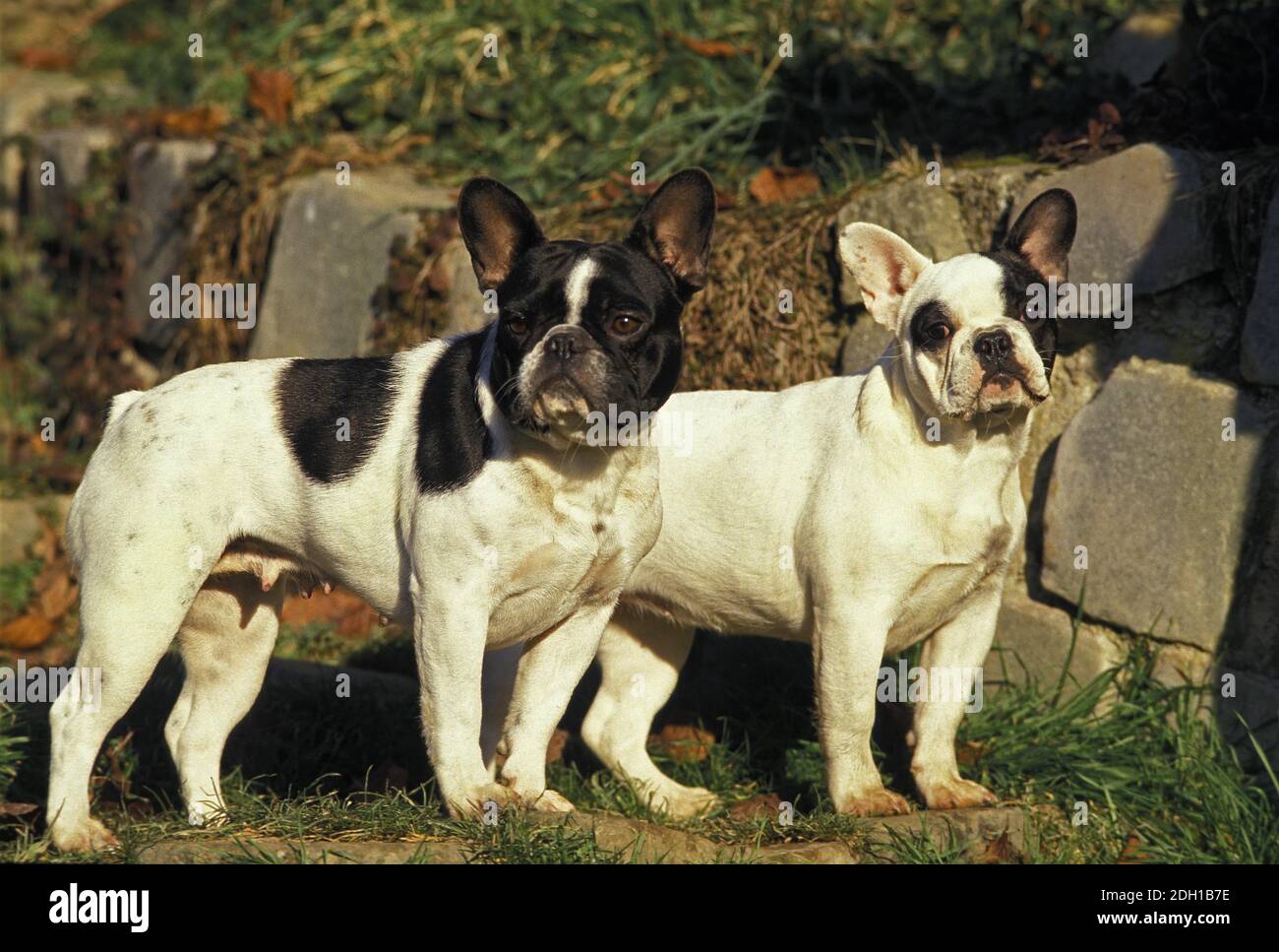 French Bulldog, Adults Stock Photo - Alamy