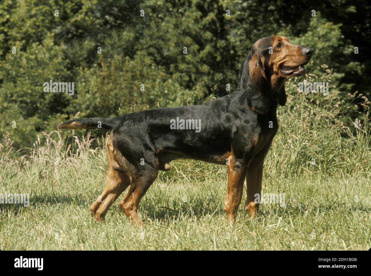 Jura hound hi-res stock photography and images - Alamy