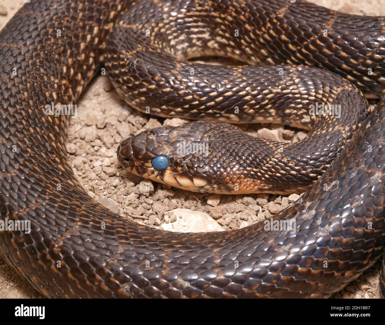 Horseshoe whip snake hi-res stock photography and images - Alamy