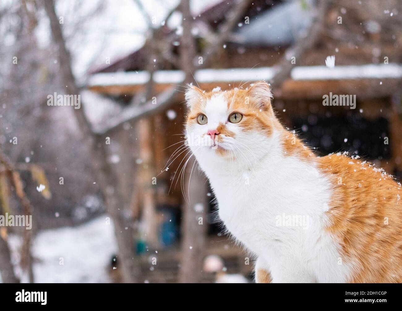 Cute orange and white cat cat in snow Stock Photo - Alamy