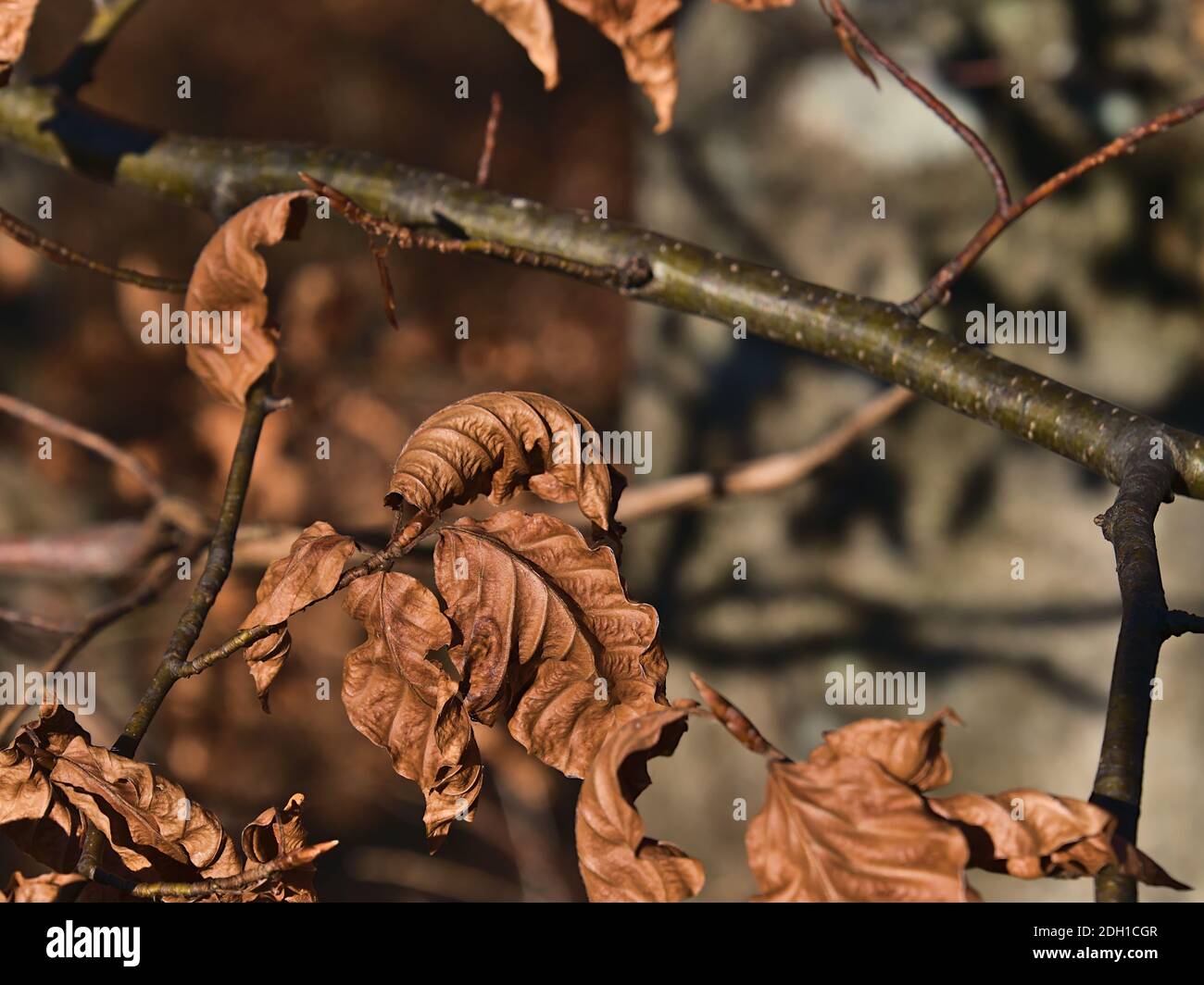 Withered Forest High Resolution Stock Photography and Images - Alamy