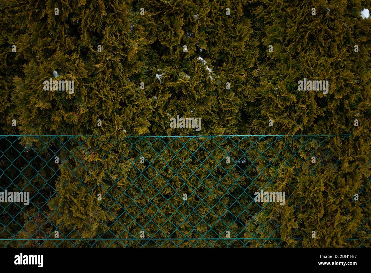 a hedge behind a fence Stock Photo - Alamy