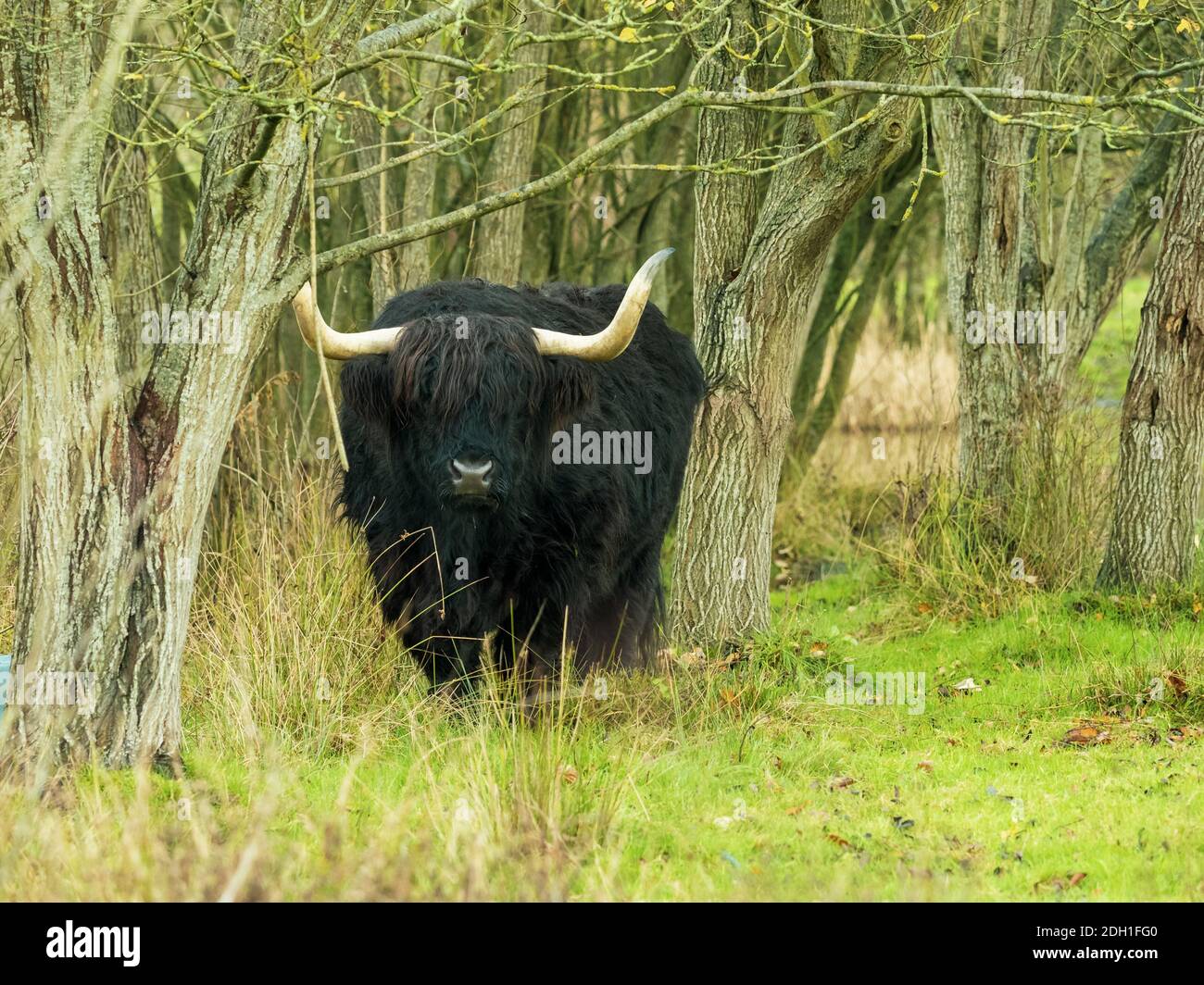 Black Highland Cattle in Wodded Area Stock Photo - Alamy