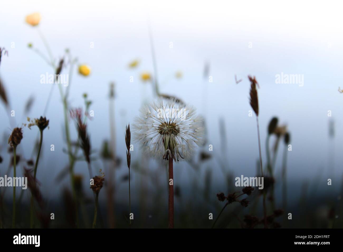 spring flowers on a misty day Stock Photo - Alamy