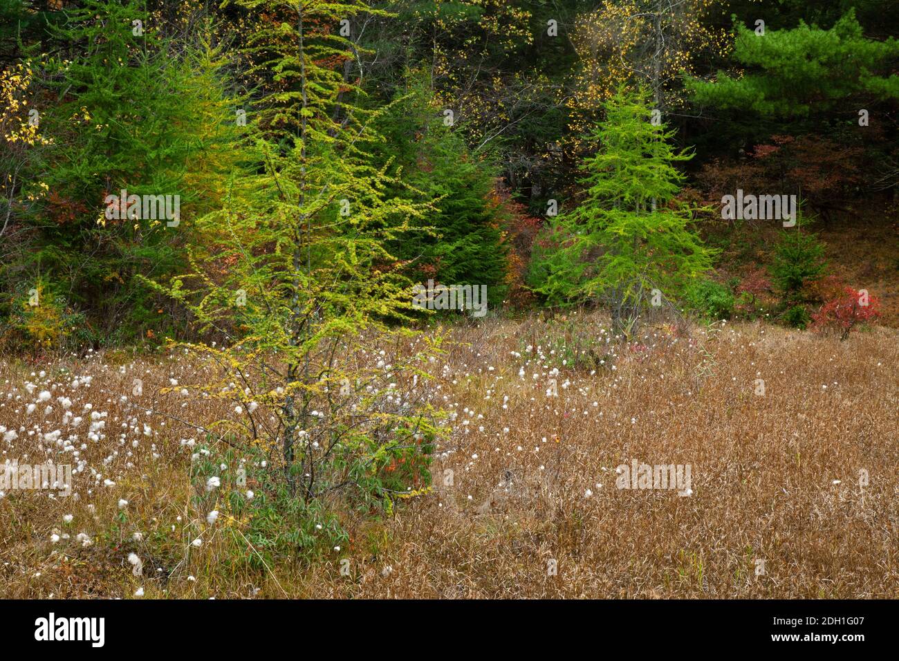 A small acidic bog wetland in Pennsylvania’s Pocono Mountains Stock ...
