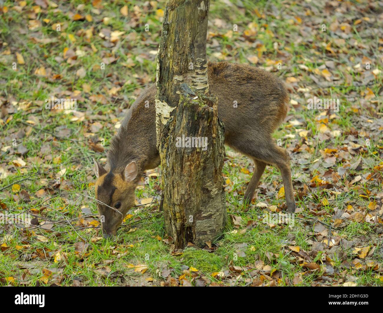 Muntjac Deer Feeding by a Tree Stump Stock Photo - Alamy