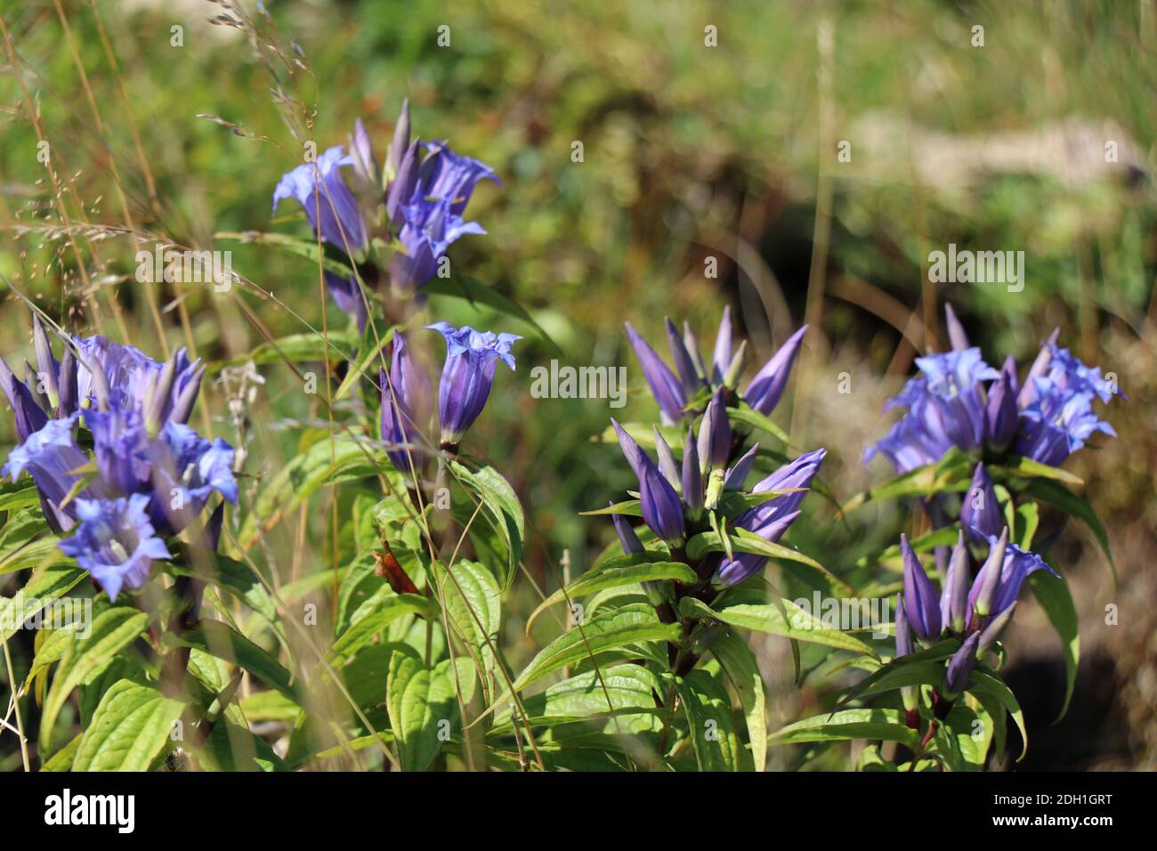 Closeup view on violet alpine bell flowers in nature Stock Photo - Alamy