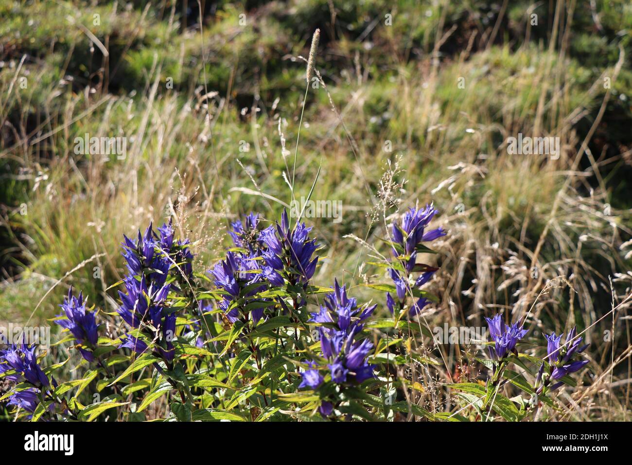 Violet bell hi-res stock photography and images - Alamy