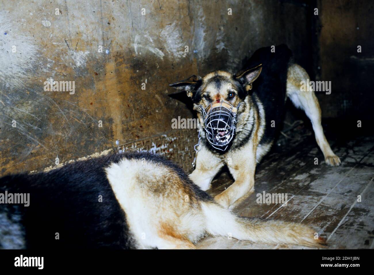 Mad killer dogs hi-res stock photography and images - Alamy