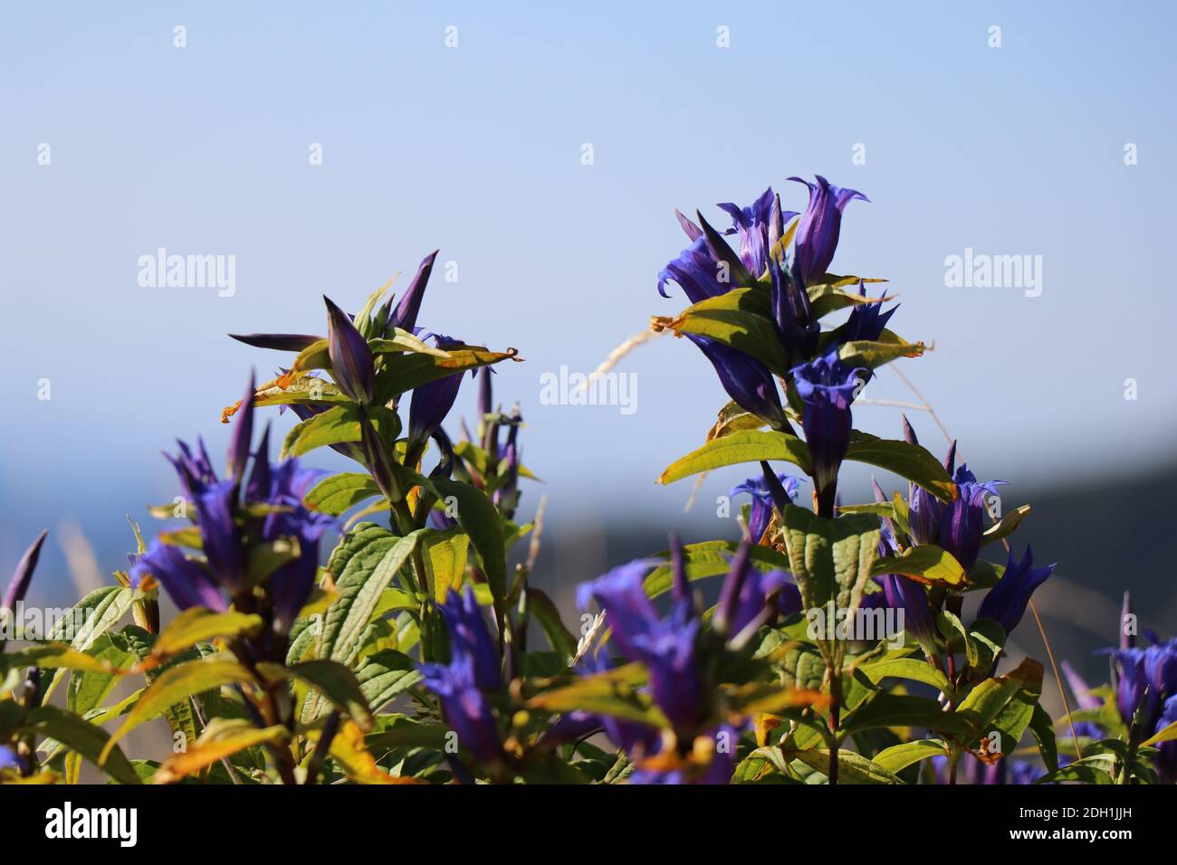 Closeup view on violet alpine bell flowers in nature Stock Photo - Alamy
