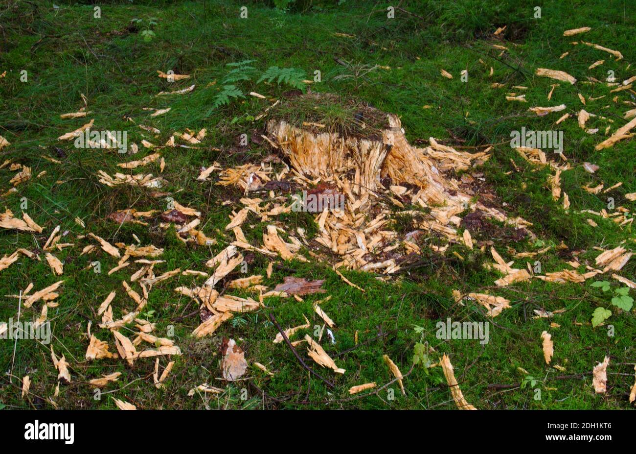 Trunk of a pine tree, shredded by a woodpecker, splinters all around on ...