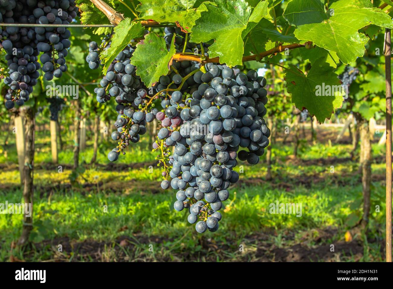 Detail of sweet organic juicy grapevine in autumn. Close up of red ...