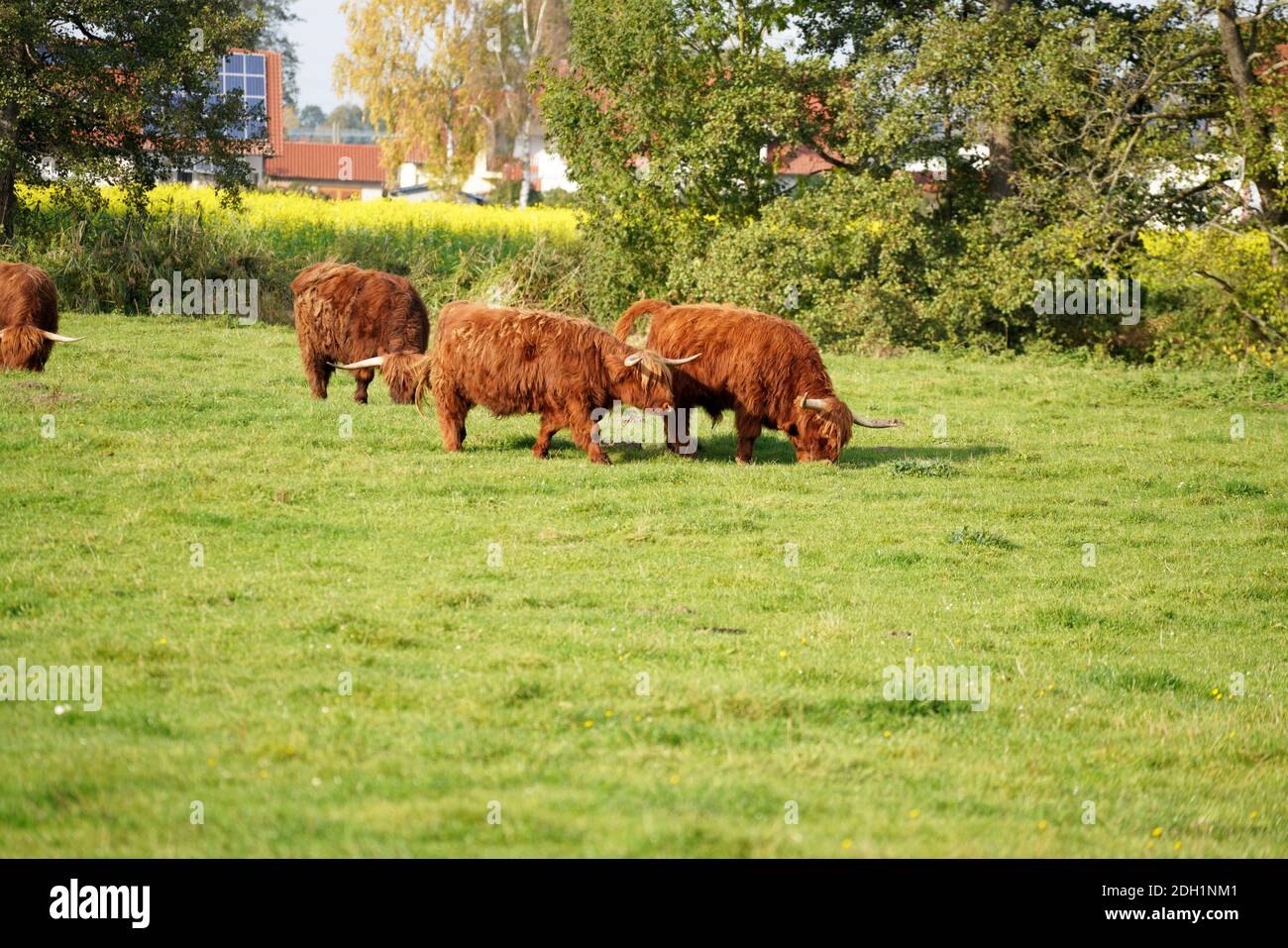 Fluffy Cows