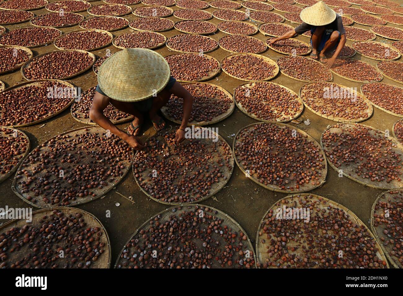 Nutmeg cultivation hi-res stock photography and images - Alamy