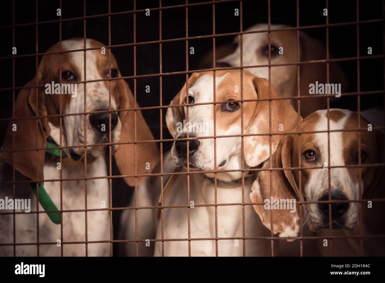 Hamilton Hunt Fox hounds and hunting scenes Stock Photo - Alamy