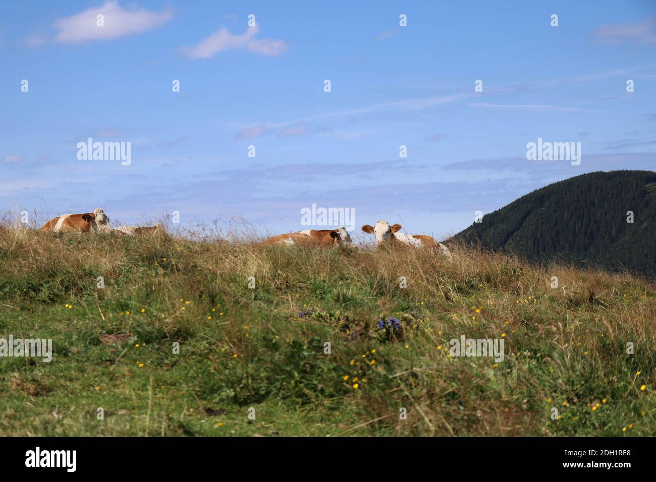 Cow lying on mountain hi-res stock photography and images - Alamy