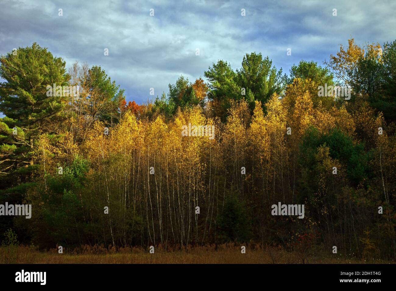 The forest edge of an acidic bog in Pennsylvania’s Pocono Mountains ...
