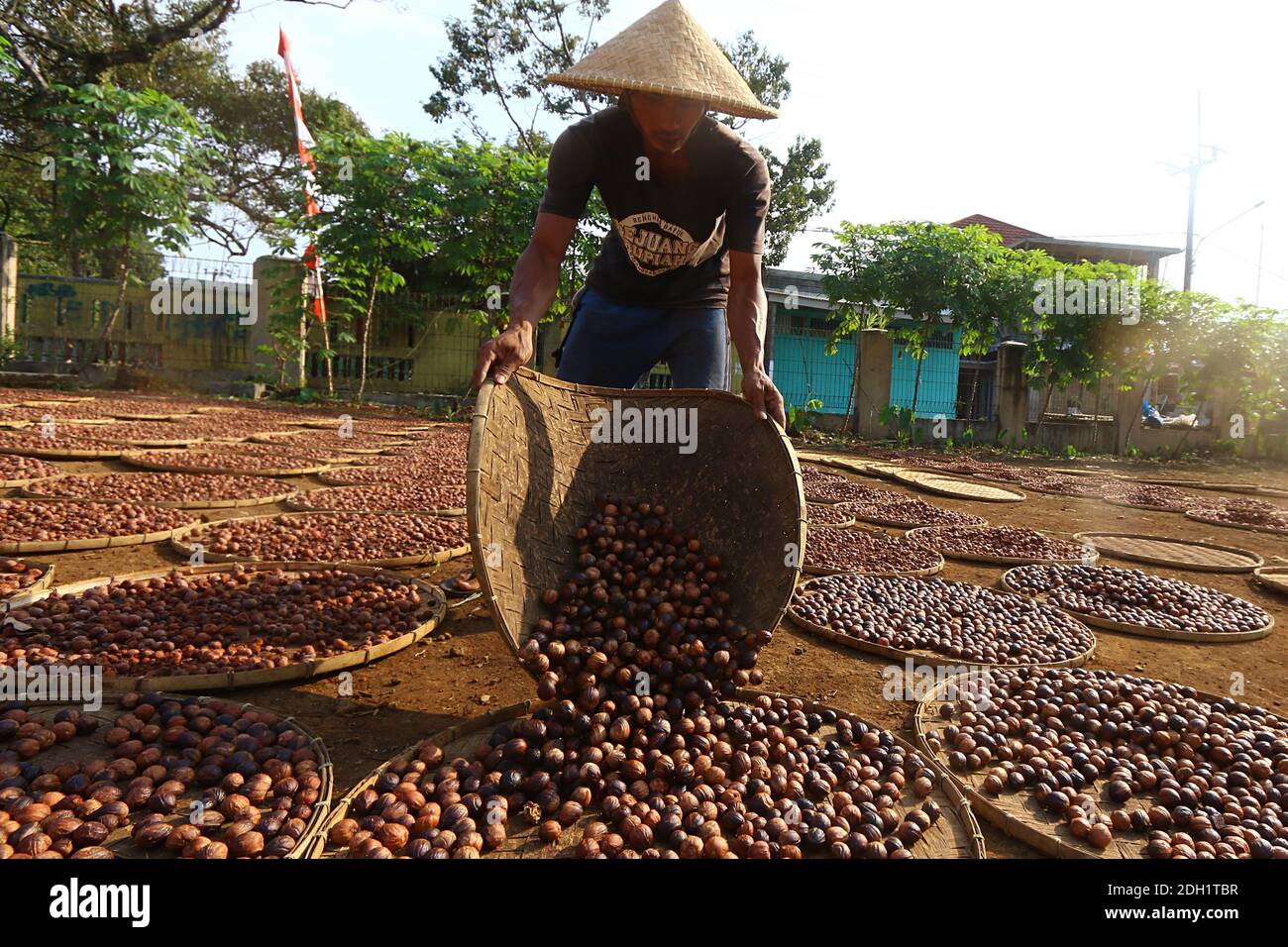 Nutmeg cultivation hi-res stock photography and images - Alamy