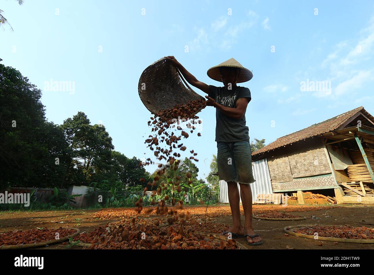 Nutmeg cultivation hi-res stock photography and images - Alamy