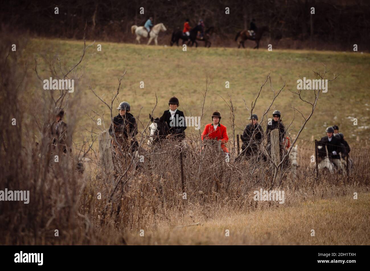 Hamilton Hunt Fox hounds and hunting scenes Stock Photo - Alamy
