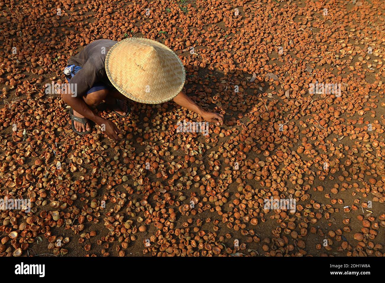 Nutmeg cultivation hi-res stock photography and images - Alamy