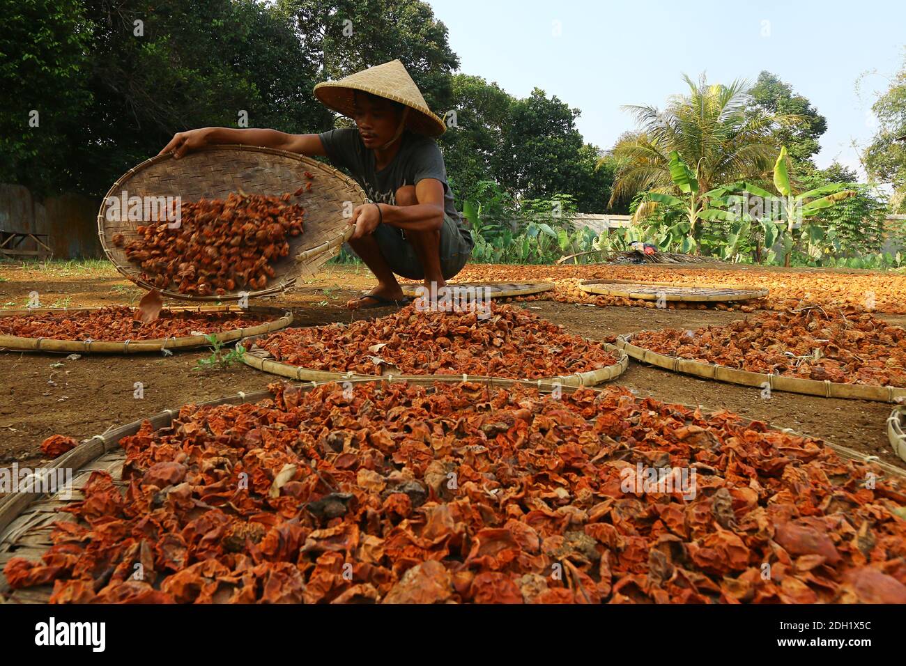 Nutmeg cultivation hi-res stock photography and images - Alamy
