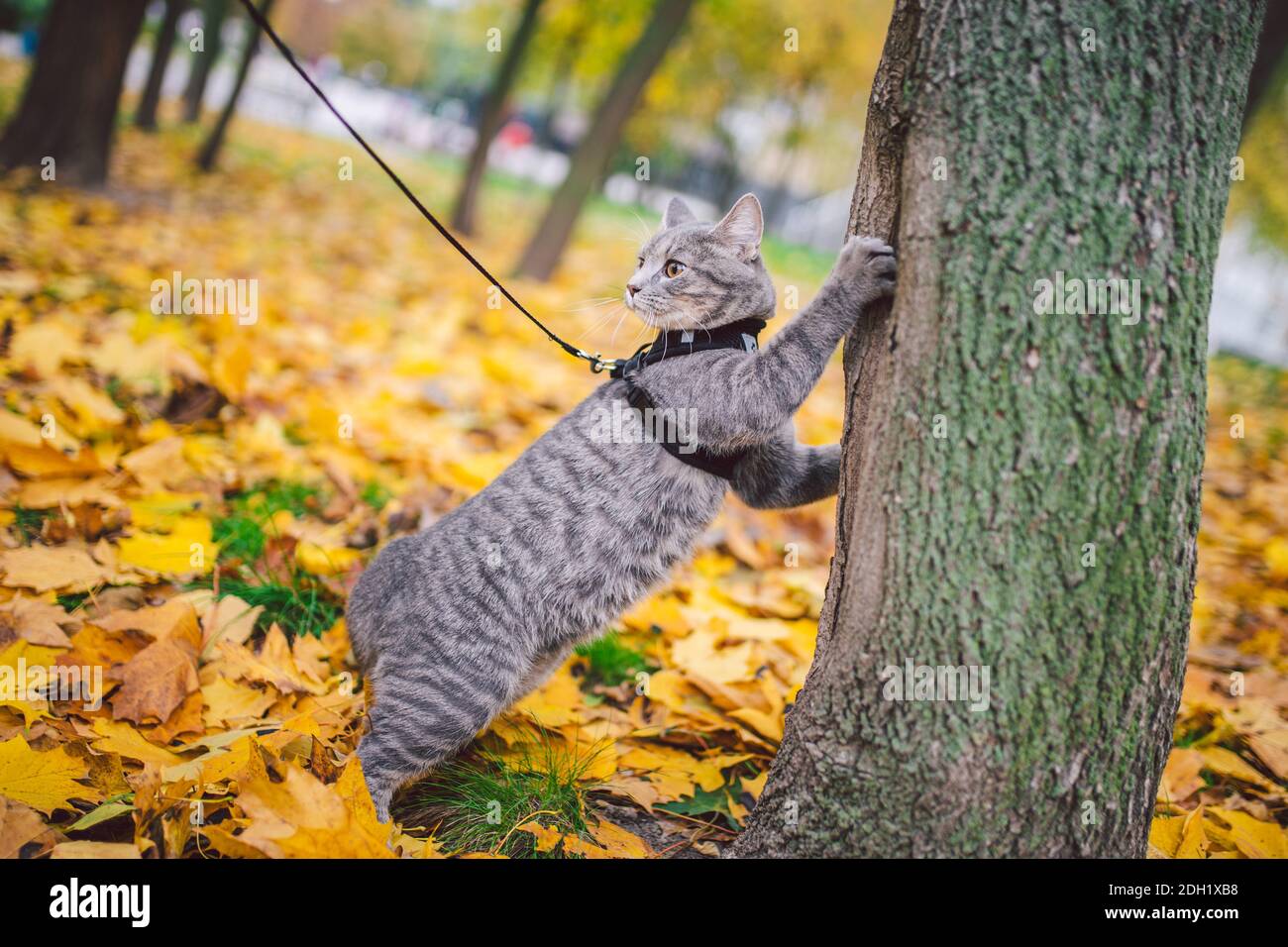 Well dressed predator hi-res stock photography and images - Alamy