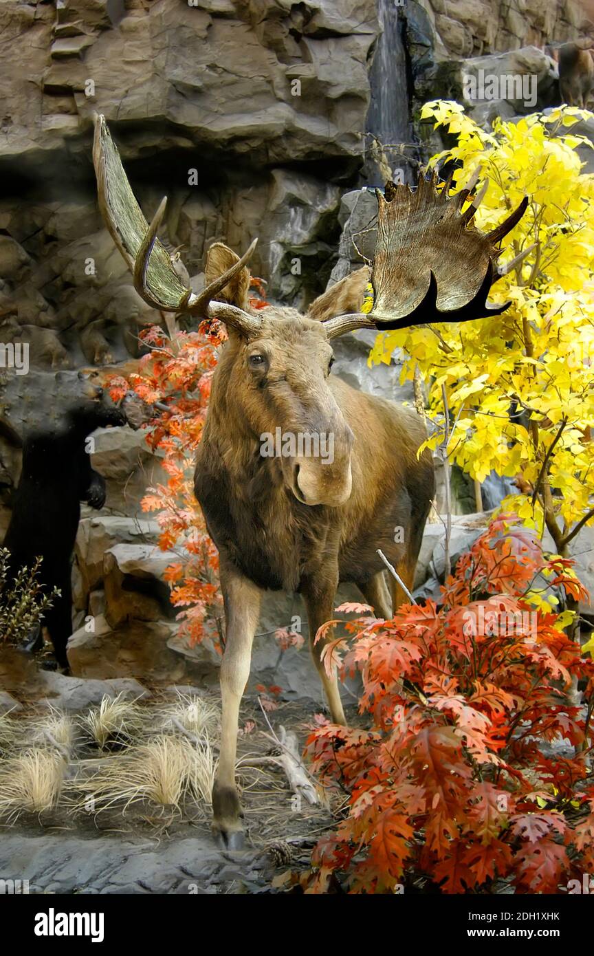 North American Moose with calf Stock Photo - Alamy