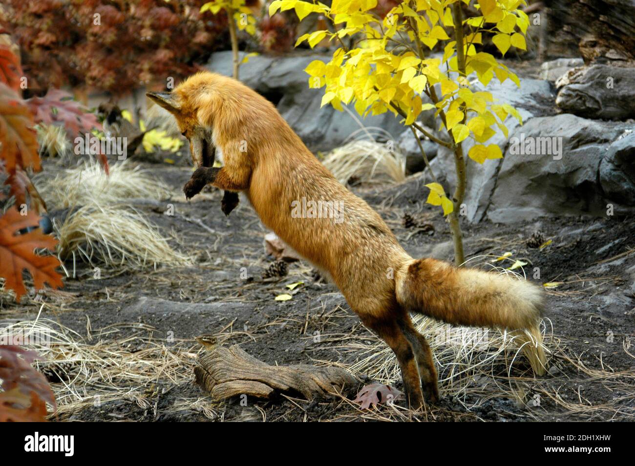 American red fox Stock Photo - Alamy