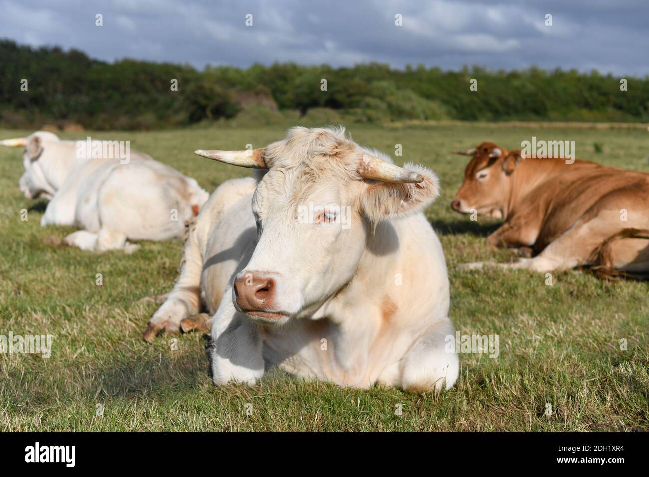 Alpine beige cow resting on the grass Stock Photo - Alamy