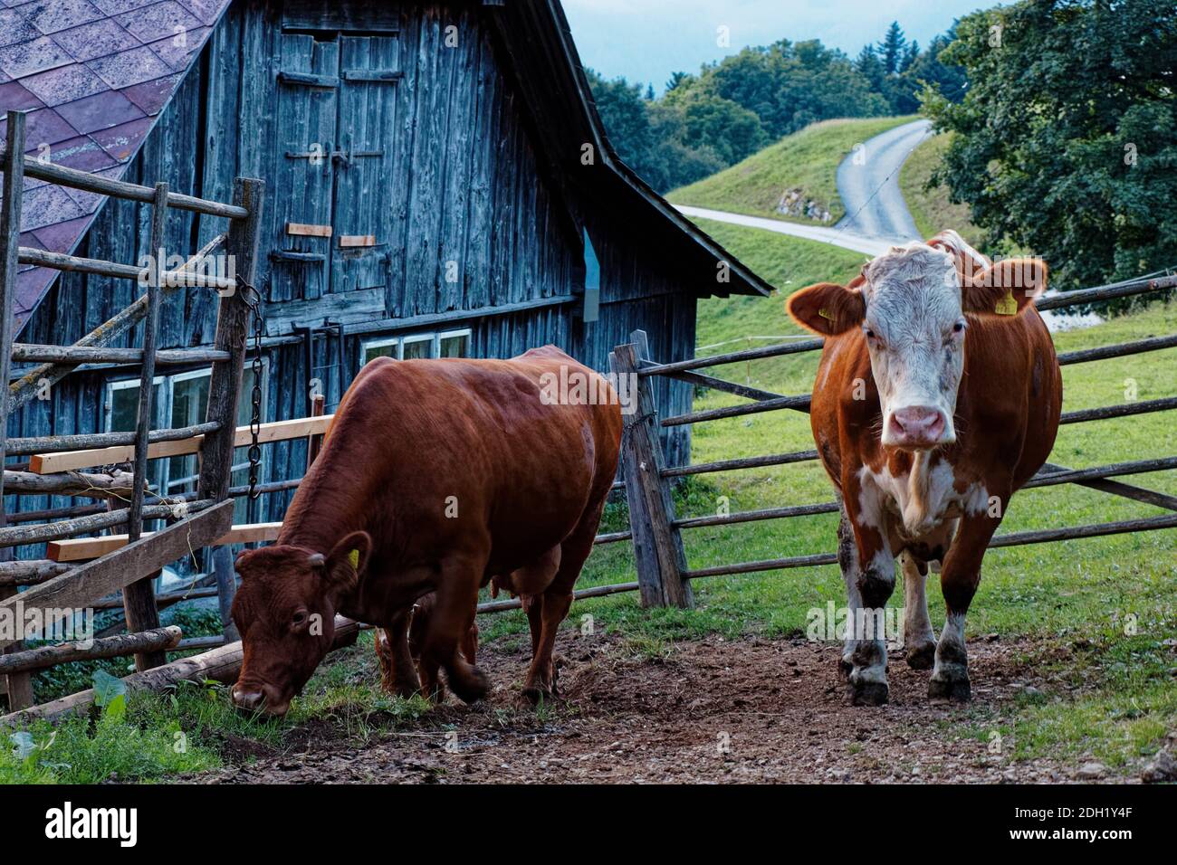 View on two cows on a farm in front of a barn Stock Photo - Alamy