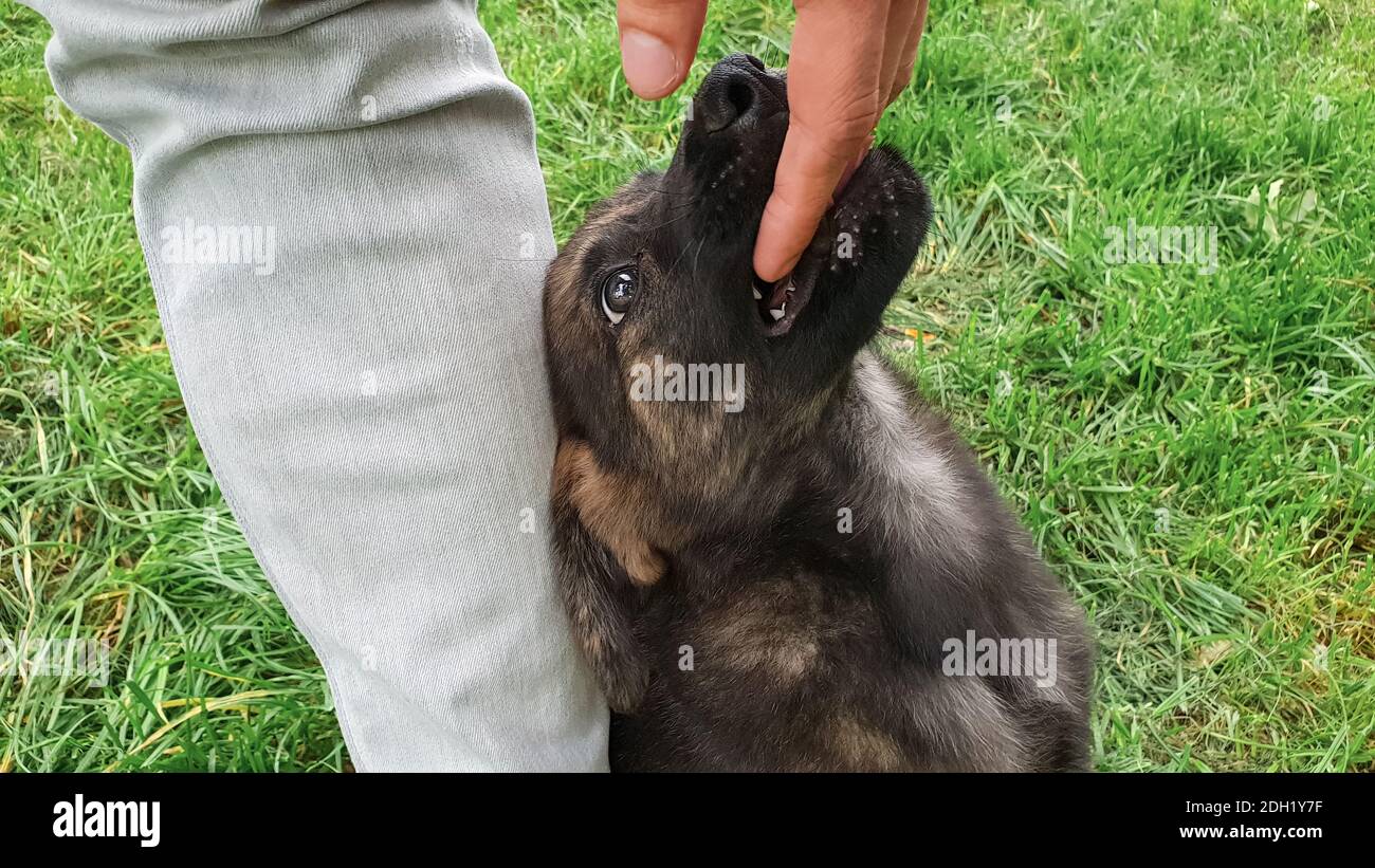 Cute pog puppy bites human hand against grass Stock Photo - Alamy