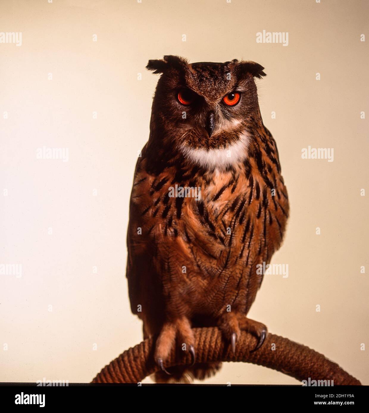 Wise owl on perch hi-res stock photography and images - Alamy