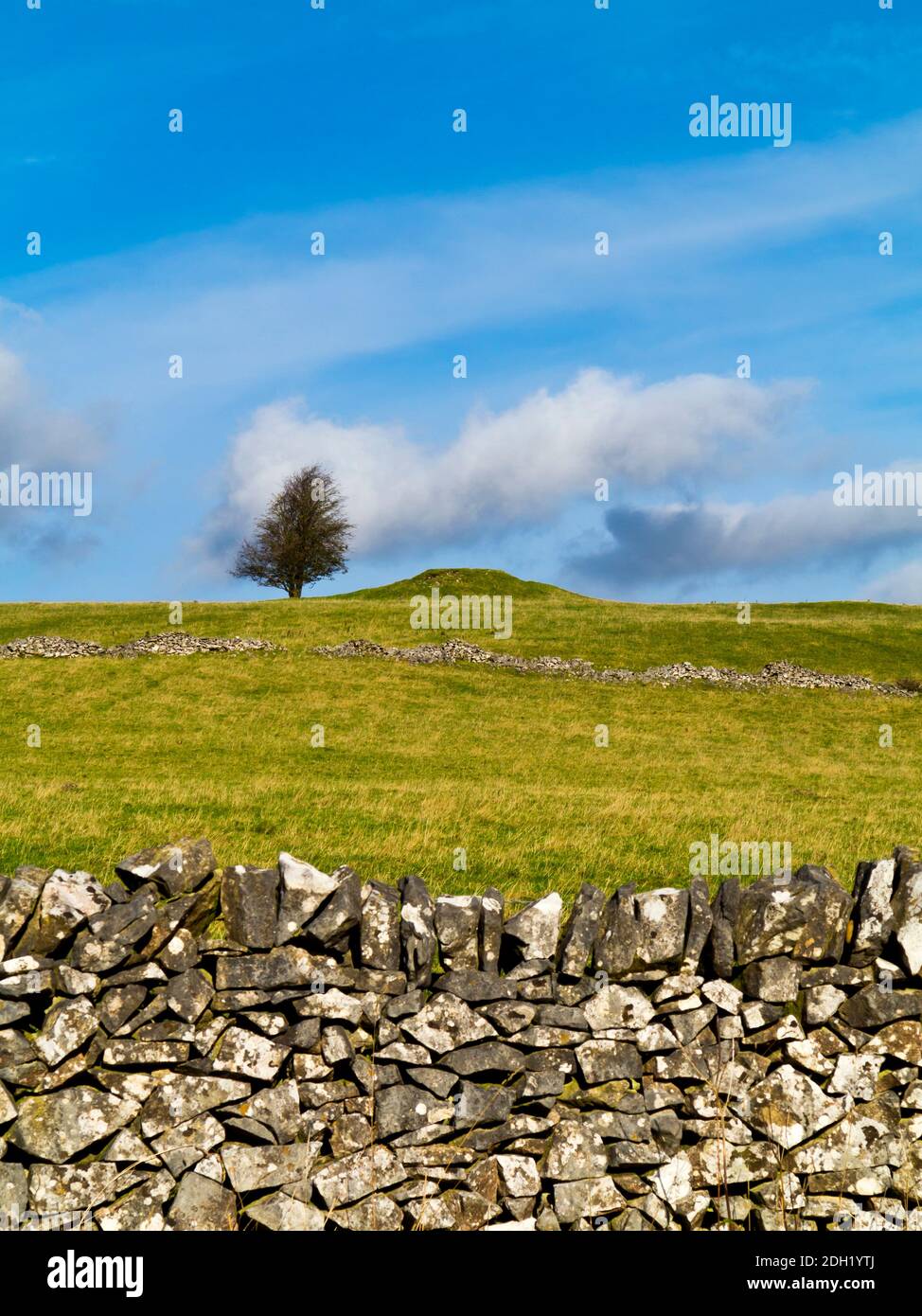 Isolated tree and drystone wall on Longstone Edge near Bakewell in the ...