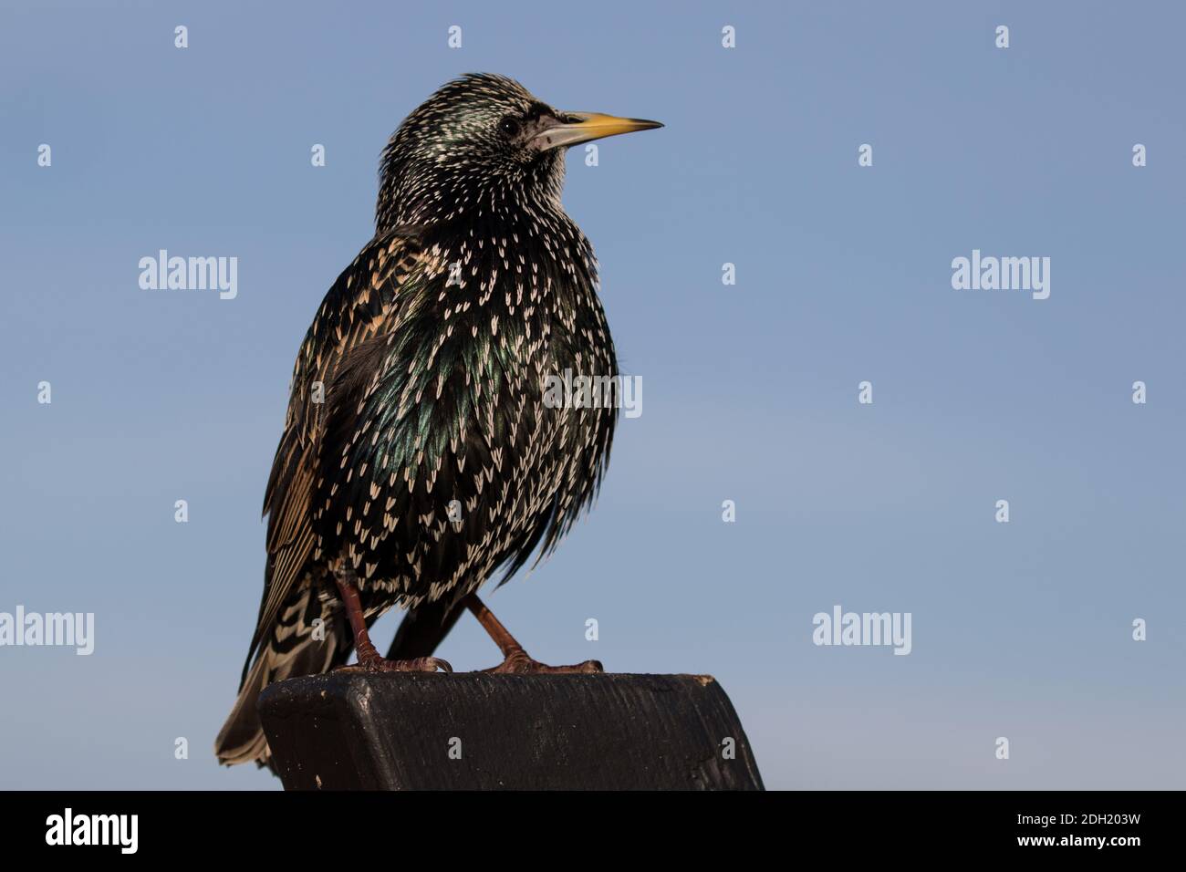 Starling winter hi-res stock photography and images - Alamy